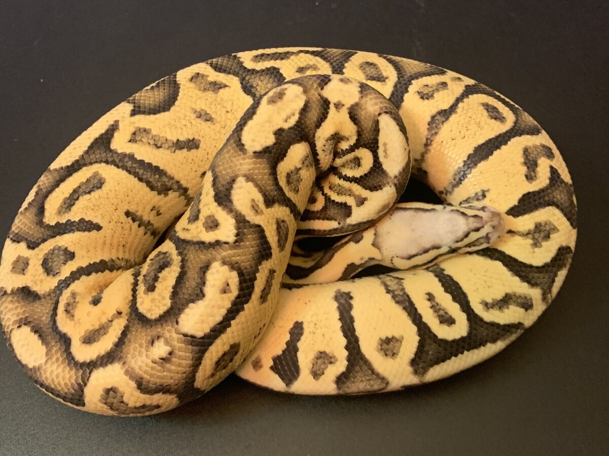 Morph List - World of Ball Pythons