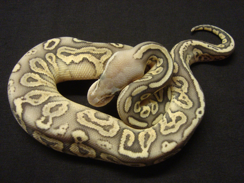 Morph List - World of Ball Pythons