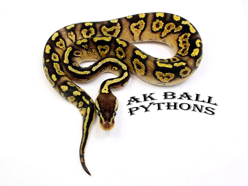 Morph List - World of Ball Pythons
