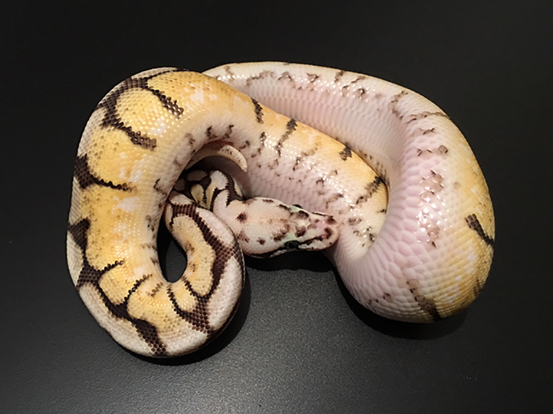 Morph List - World of Ball Pythons
