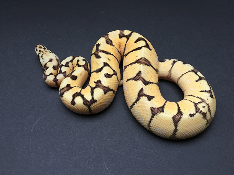 Morph List - World of Ball Pythons