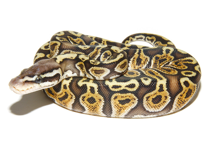 Morph List - World of Ball Pythons