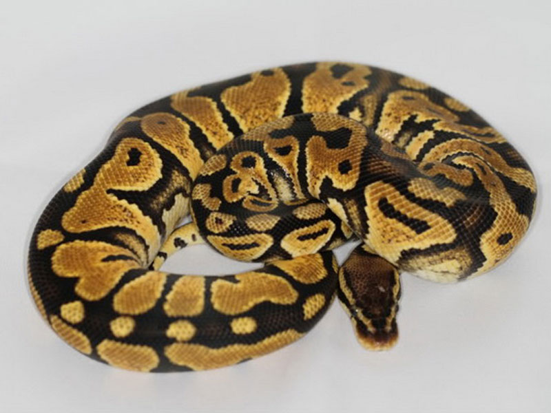 Morph List - World of Ball Pythons