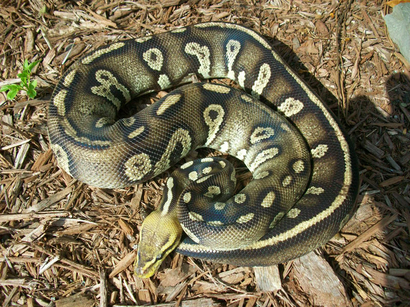 Morph List - World of Ball Pythons Morph List - World of Ball Pythons