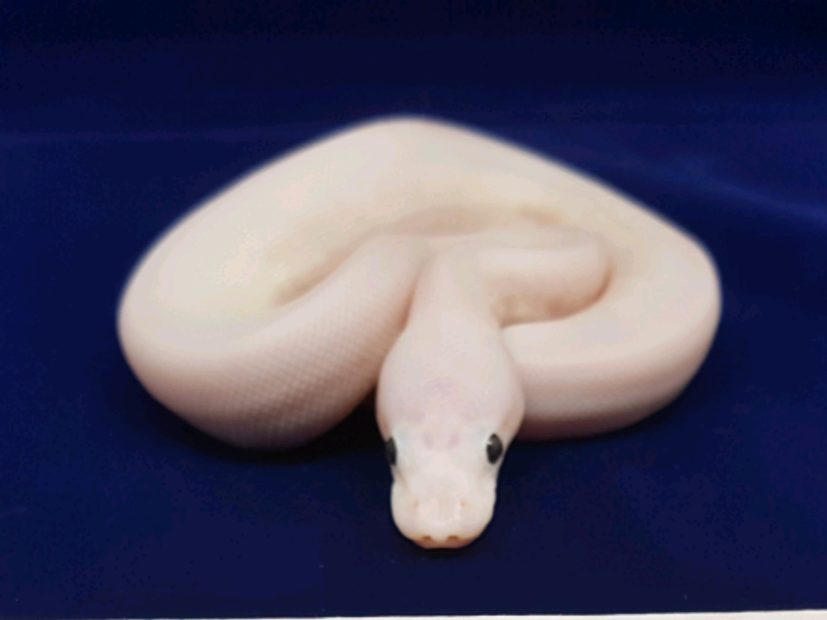 Pastel Super Fire Ball Python
