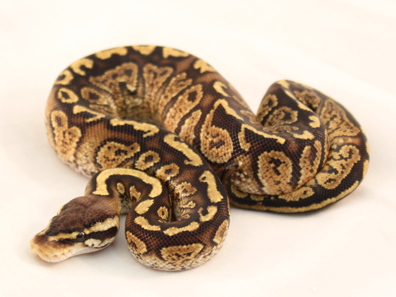 Morph List - World of Ball Pythons