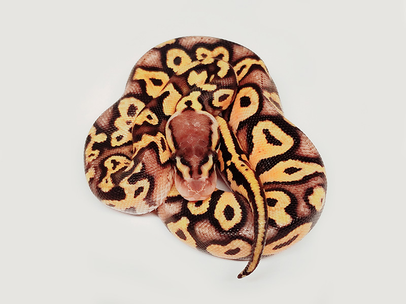 Yellow Belly Morph List World Of Ball Pythons Pastel Retailers
