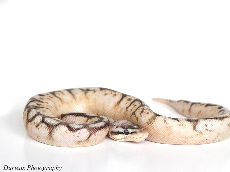 Morph List - World of Ball Pythons