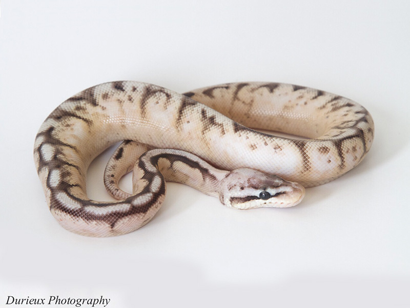 Morph List - World of Ball Pythons