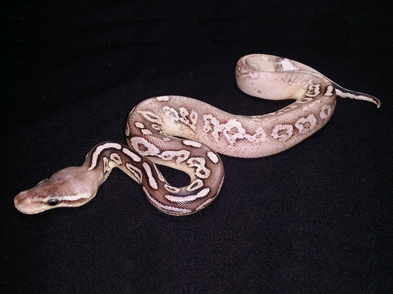 Pewter Calico Orange Dream - Morph List - World of Ball Pythons