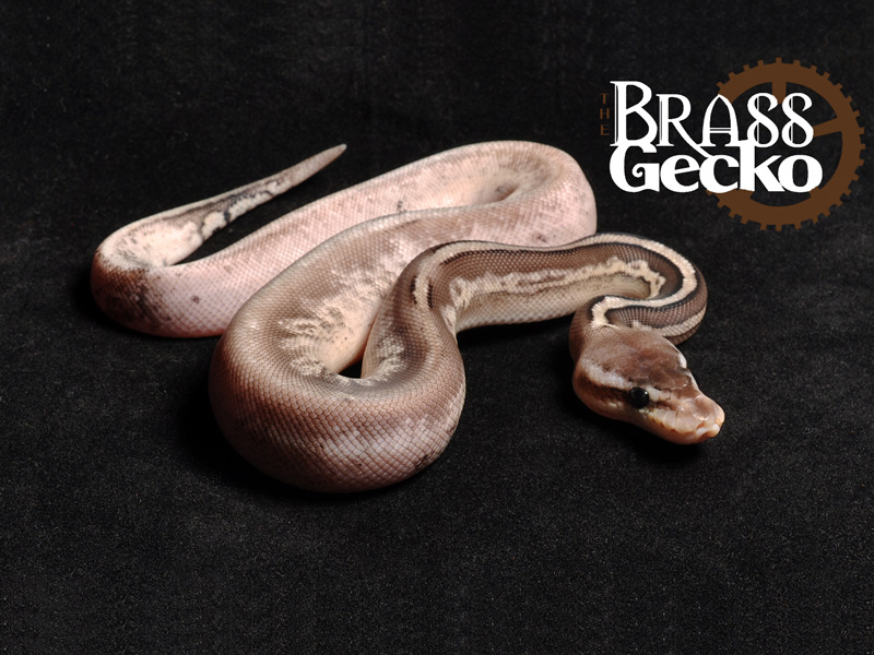 Morph List - World of Ball Pythons