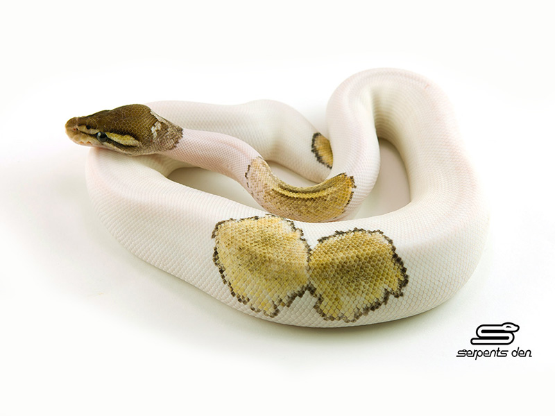 Morph List - World of Ball Pythons