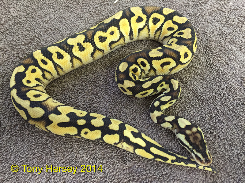 Morph List - World of Ball Pythons