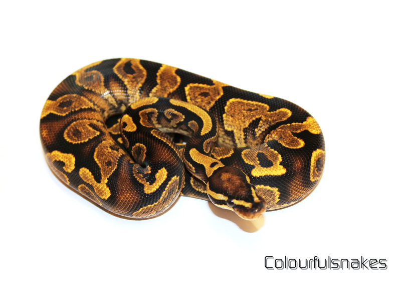 Morph List - World of Ball Pythons