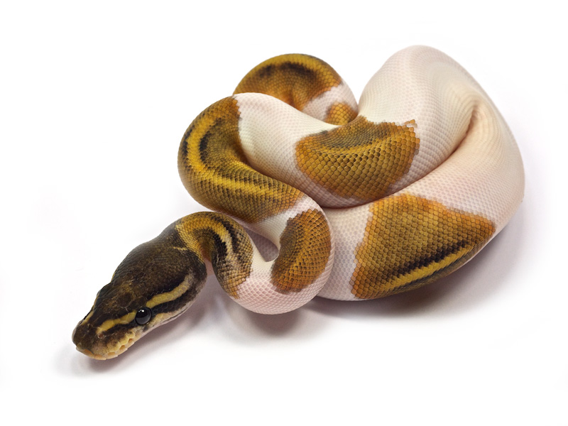 Morph List - World of Ball Pythons