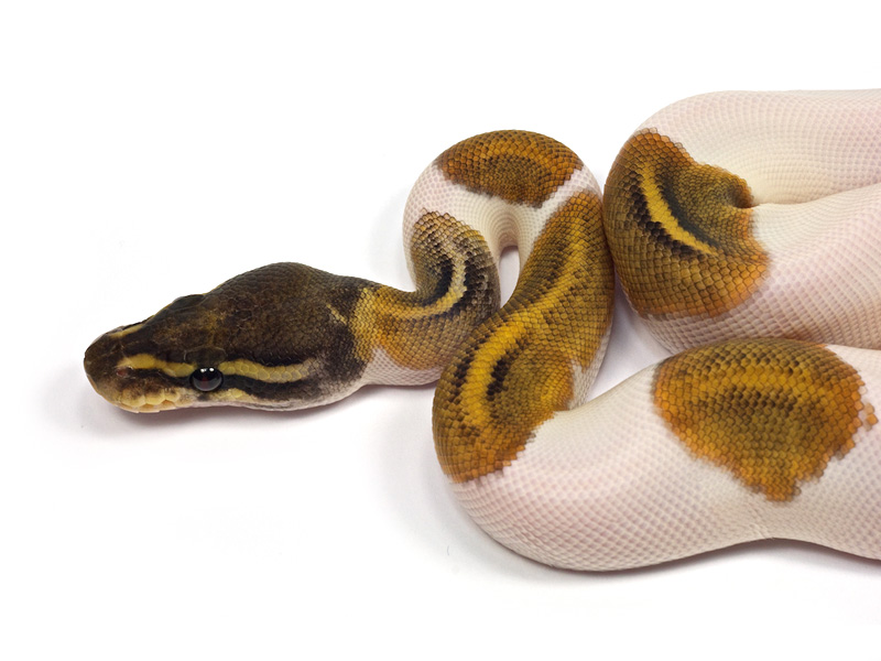 Morph List - World of Ball Pythons