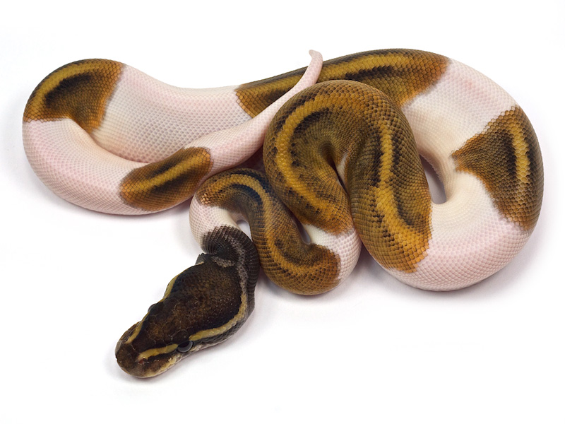 Morph List - World of Ball Pythons