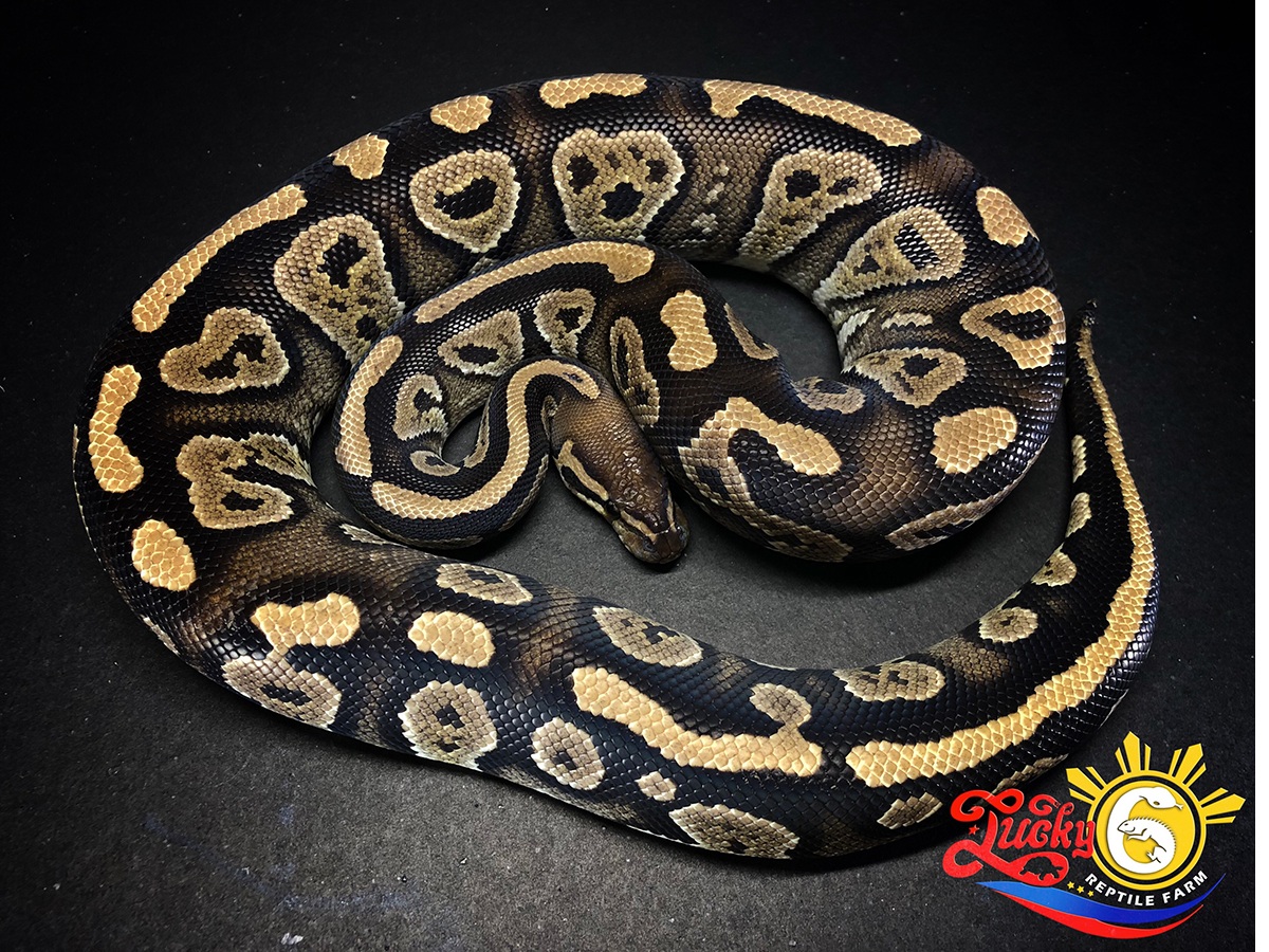 Morph List - World of Ball Pythons
