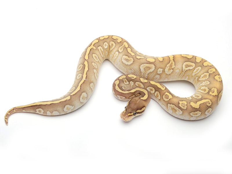 Morph List - World of Ball Pythons