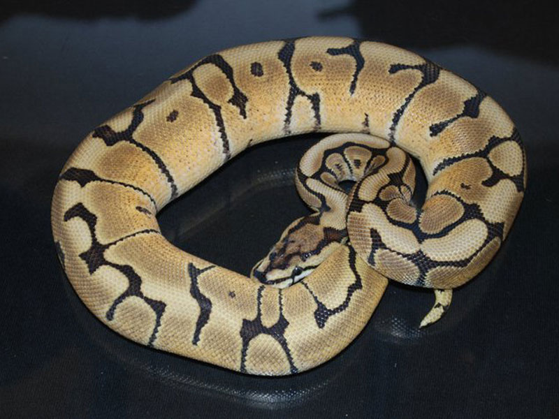 Phantom Spider - Morph List - World of Ball Pythons