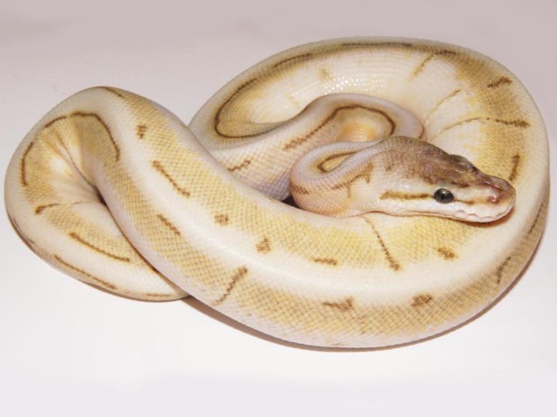 Morph List - World of Ball Pythons