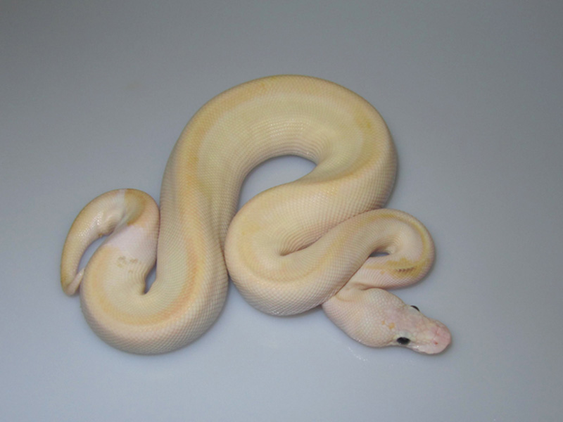Pina Colada - Morph List - World of Ball Pythons