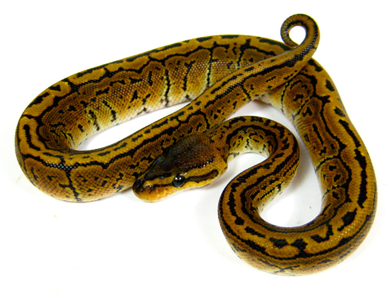 Morph List - World of Ball Pythons