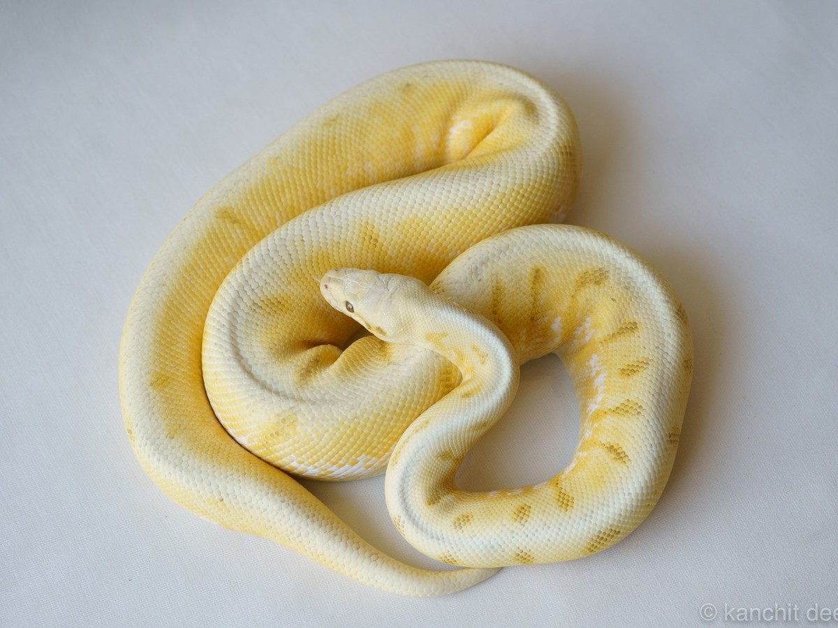Super Spider Ball Python
