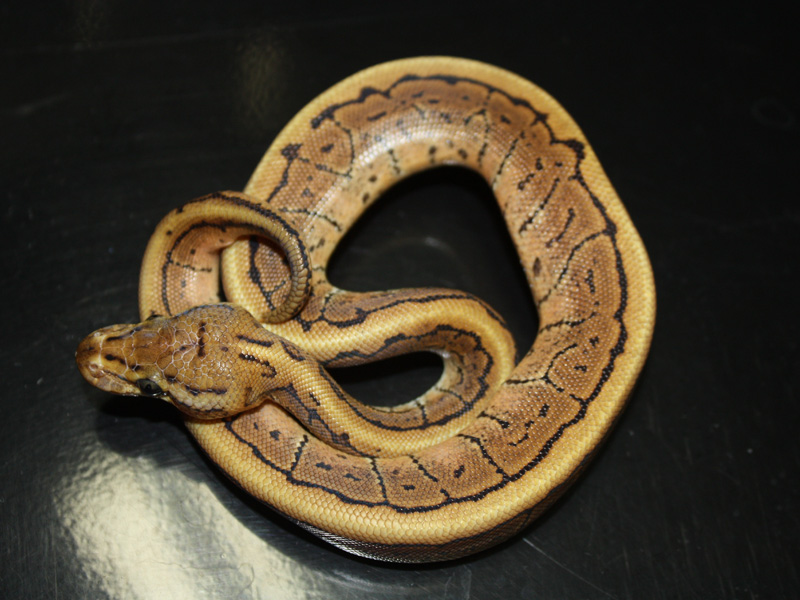 Morph List - World of Ball Pythons Morph List - World of Ball Pythons