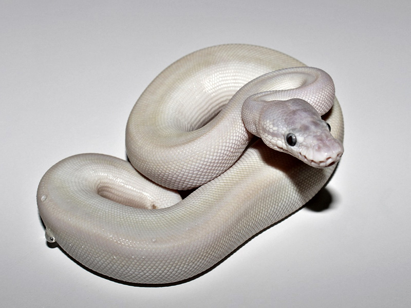 Morph List - World of Ball Pythons