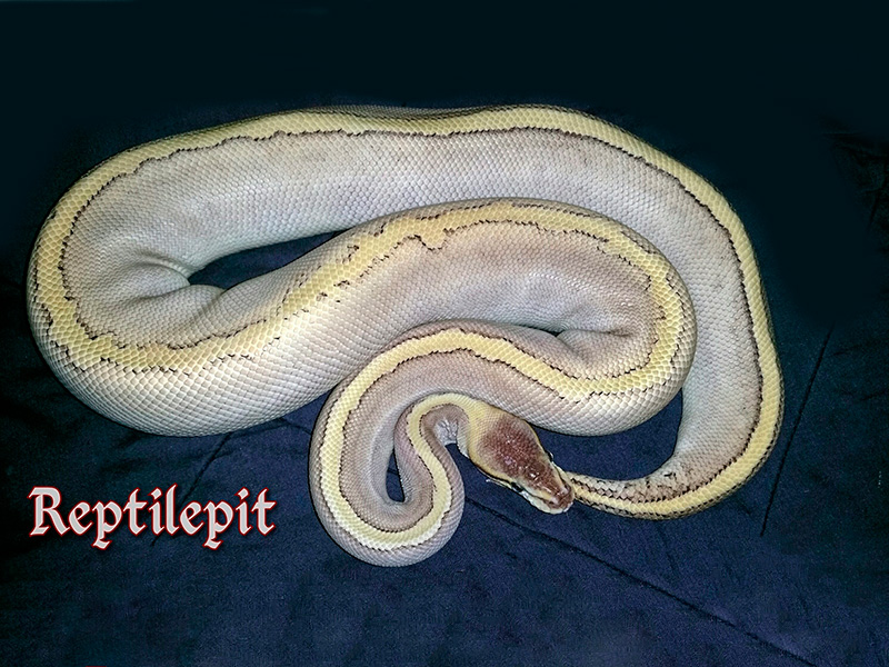 Morph List - World of Ball Pythons