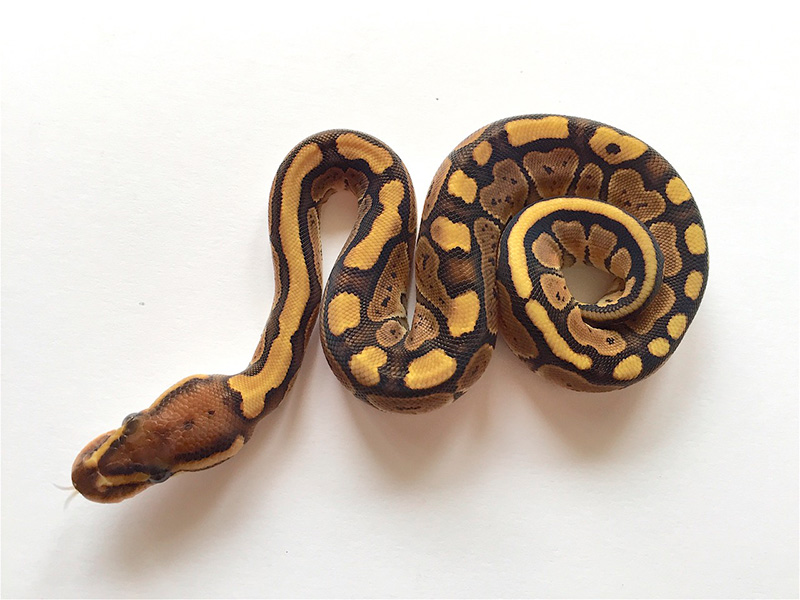Morph List - World of Ball Pythons