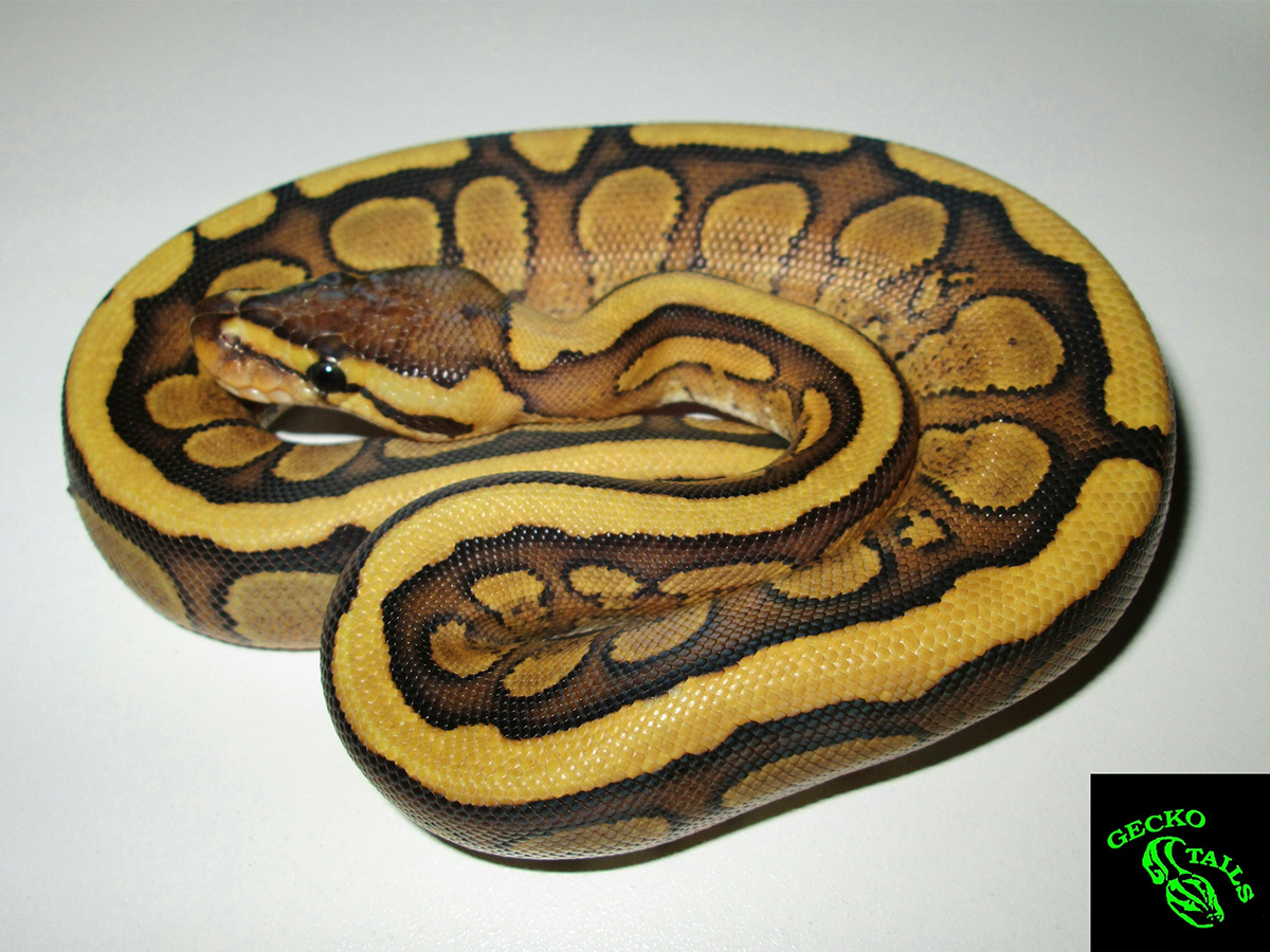 Morph List - World of Ball Pythons