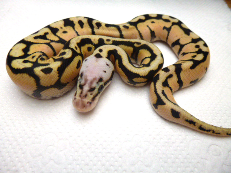 Morph List - World of Ball Pythons