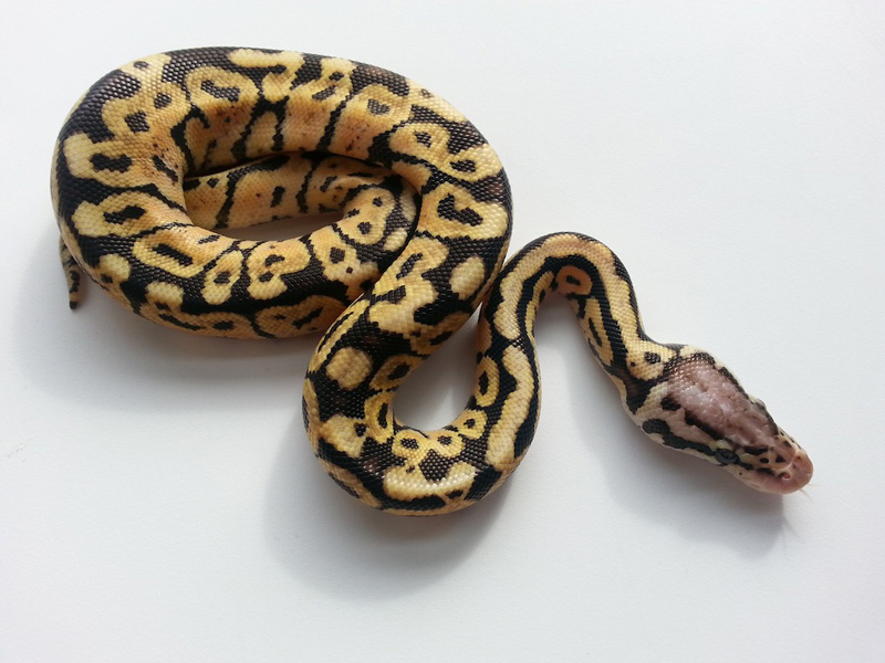 Morph List - World of Ball Pythons