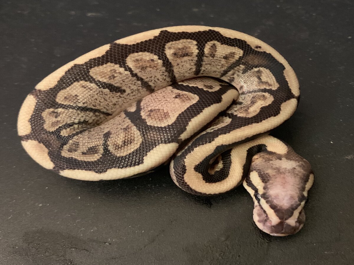 Morph List - World of Ball Pythons