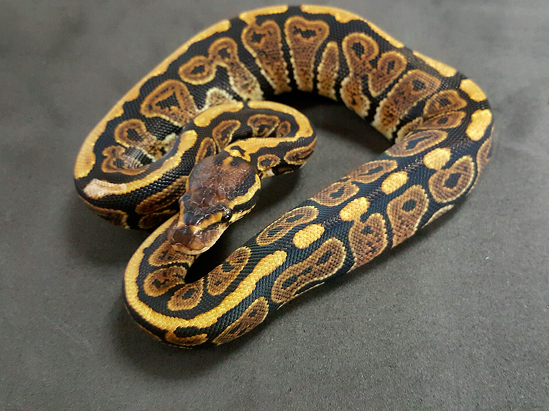 Morph List - World of Ball Pythons