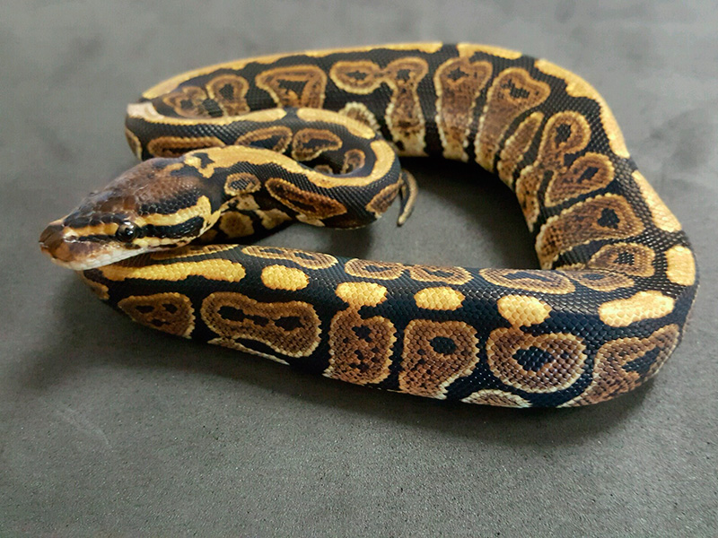 Morph List - World of Ball Pythons
