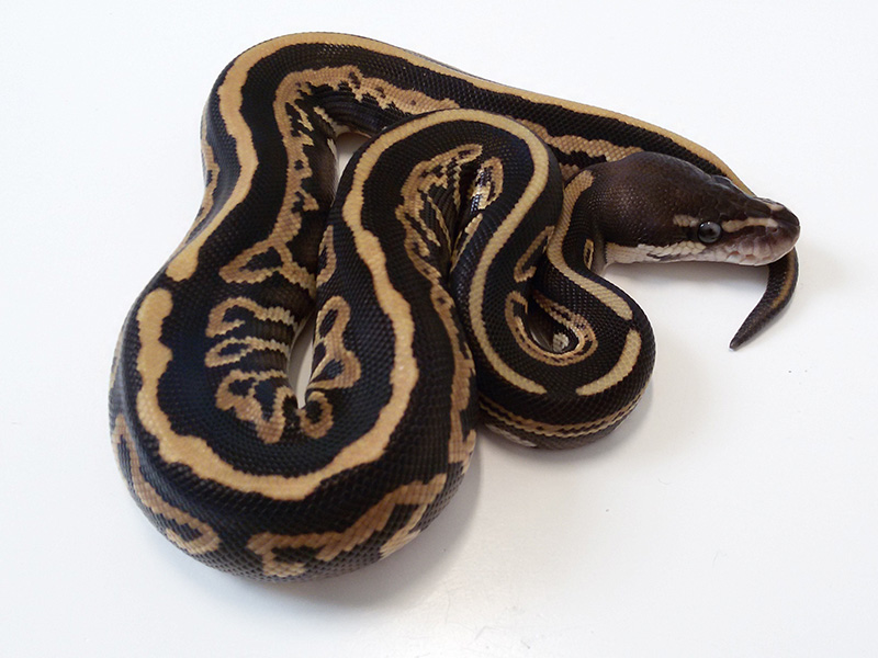 Morph List - World of Ball Pythons