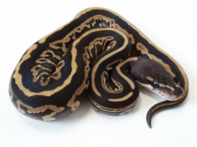 Morph List - World of Ball Pythons