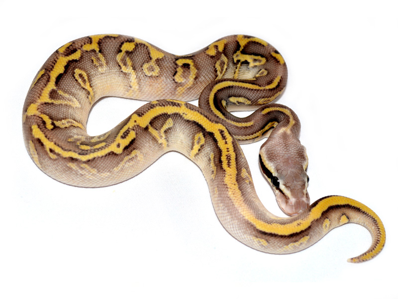 Morph List - World of Ball Pythons