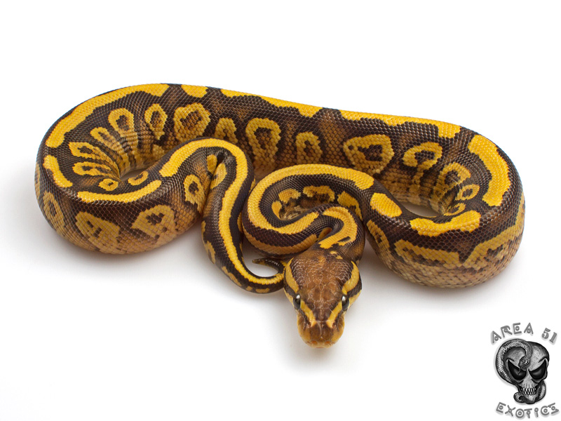 Morph List - World of Ball Pythons