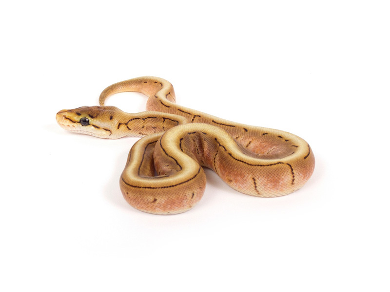 Morph List - World of Ball Pythons