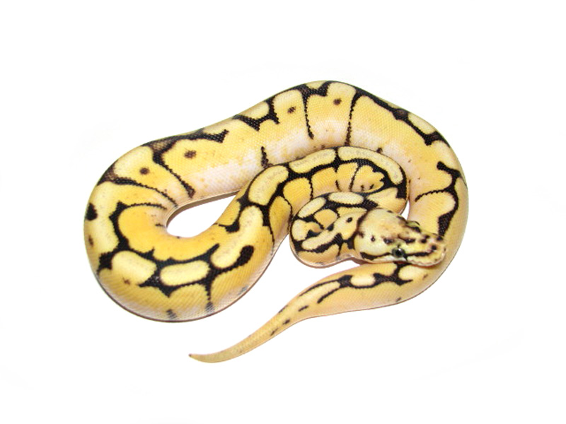 Morph List - World of Ball Pythons