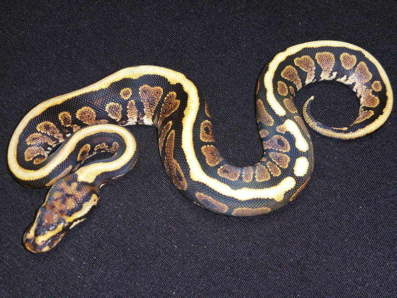 Morph List - World of Ball Pythons