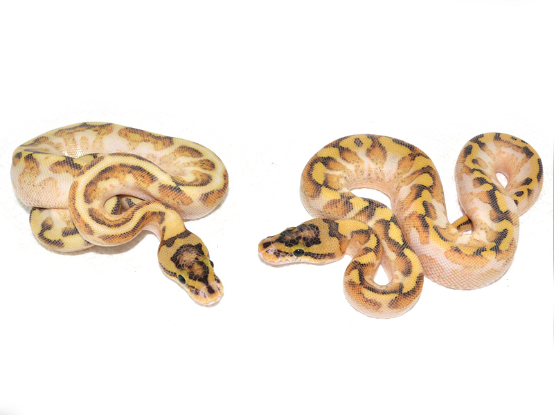 Morph List - World of Ball Pythons