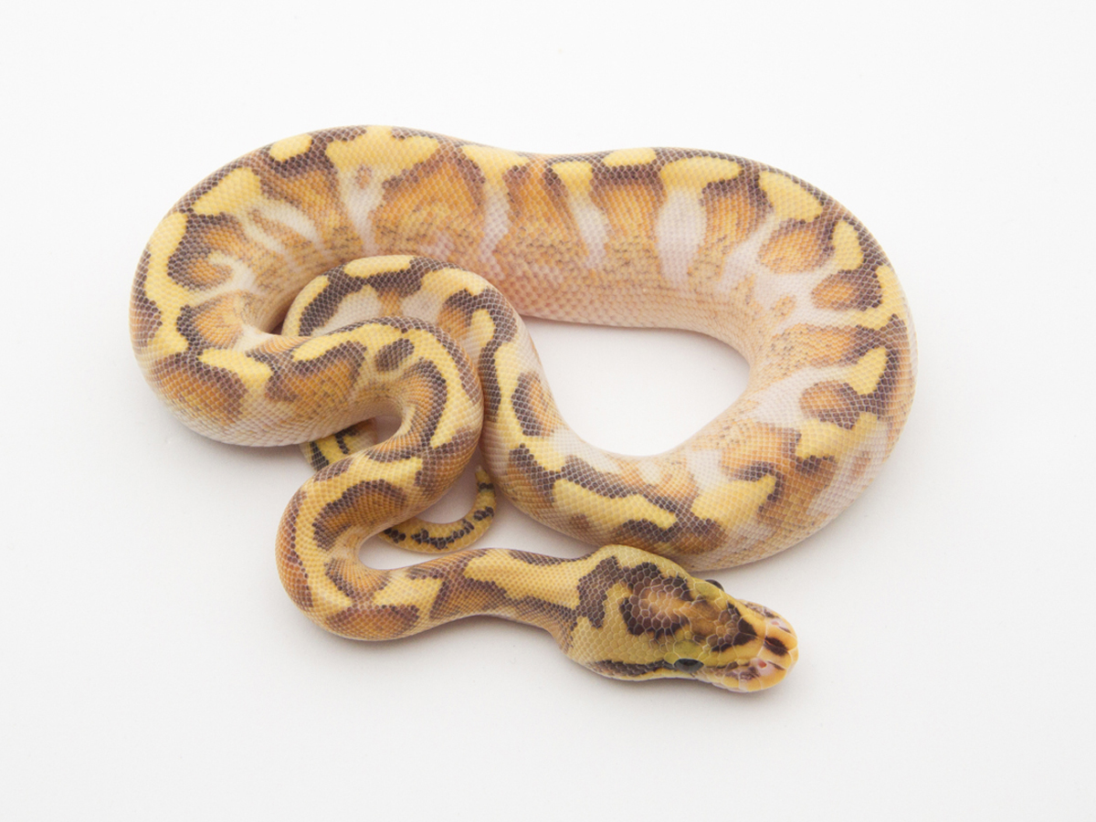 Morph List - World of Ball Pythons