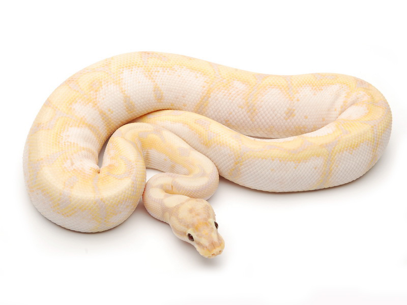 Morph List - World of Ball Pythons