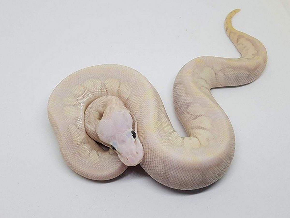 Morph List - World of Ball Pythons