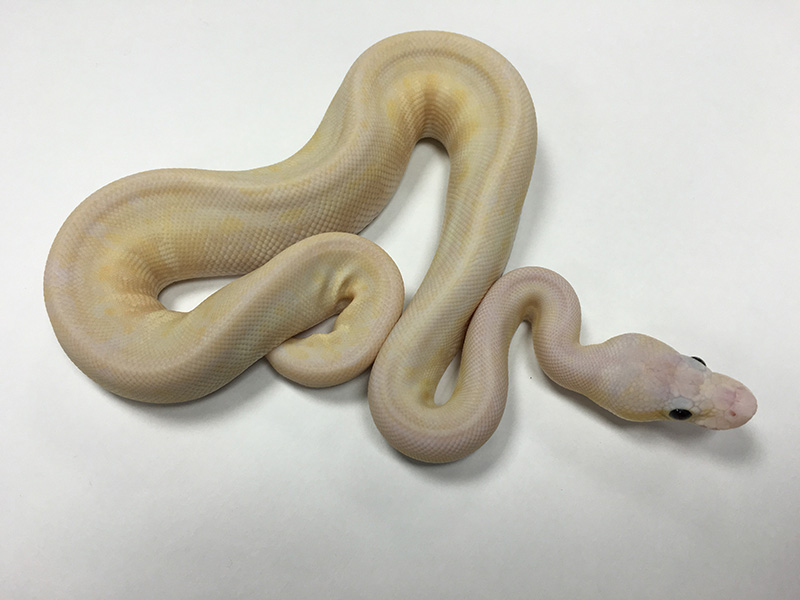 Morph List - World of Ball Pythons